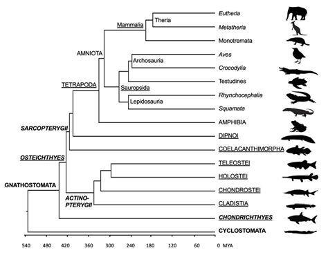 Phylogenetic Tree Vertebrates
