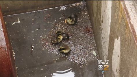 Ducklings Rescued From Sewer Grate Youtube