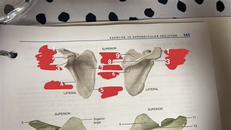 Appendicular Skeleton Diagrams Lab Manual Flashcards Quizlet