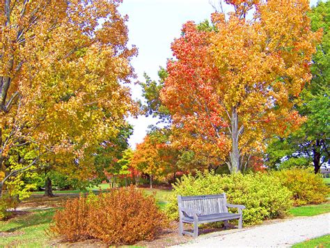 Autumn Trees And Bench In A Park Free Stock Photo Public Domain Pictures