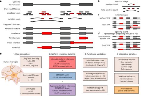 Long Read Rna Sequencing Atlas Of Human Microglia Isoforms Elucidates… Erica Brophy