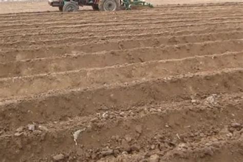 种蔬菜如何起垄高度在25厘米左右为宜 农宝通