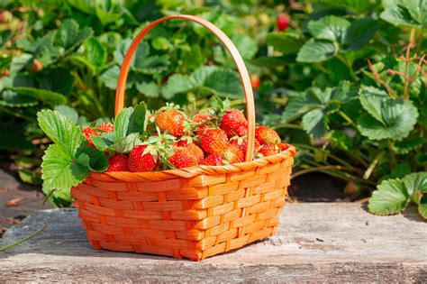 고리버들 바구니에 새로 고른 잘 익은 딸기가 나무 판위에 서 있습니다 배경에는 녹색 잎이 있습니다 여름과 수확의 개념 가정 생활에 대한 스톡 사진 및 기타 이미지 Istock