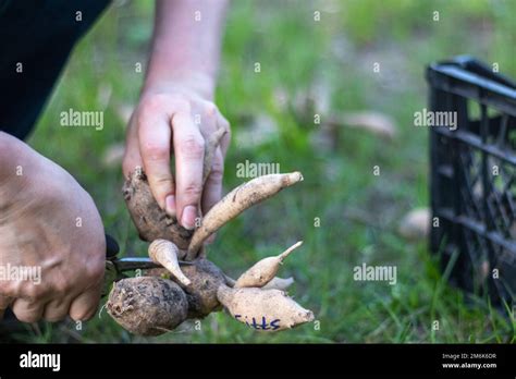 The Gardener Sorts Out Dahlia Tubers Plant Root Care Dahlia Tubers On