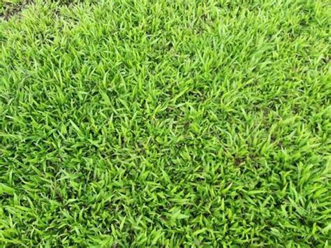 Mexican Grass Nature Nursery Central Indias Biggest Nursery In Indore
