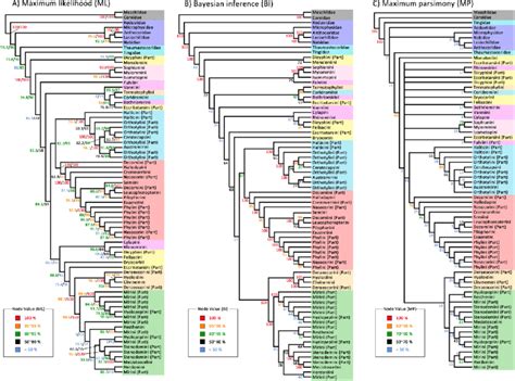 Three Simplified Phylogenetic Trees Yielded By This Work A Maximum