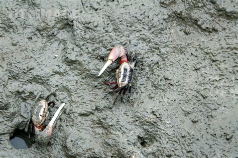갯벌생물 농게 전라남도 신안군 증도 유토이미지 상세페이지 베이직샵 사진 21391302