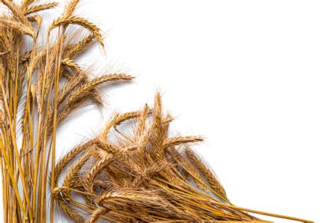 스파이크 뷰입니다 전체 보리 수확 밀 콩나물 밀 곡물 귀 또는 호밀 스파이크 식물 흰색 배경에 고립 시리얼 빵 가루에 대 한