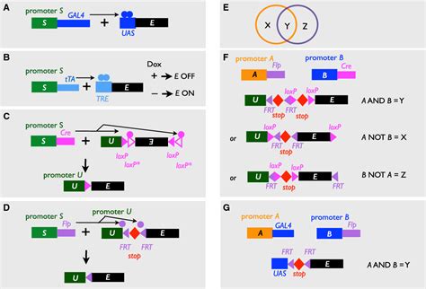 Figure From Genetic Dissection Of Neural Circuits A Decade Of Progress Semantic Scholar