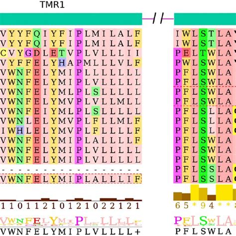 multiple sequence alignment of the putative transmembrane helix