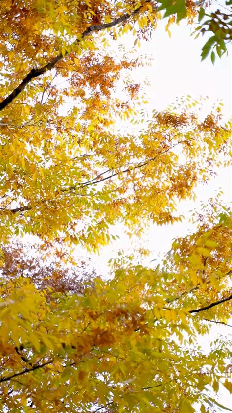 가을날 따스한 햇살이 비치는 단풍길🍁 ⠀ 📍수리동~중앙도서관~궁내동거리 ⠀ 나뭇잎 사이로 내리쬐는 따스한 햇살을 느끼며🌞