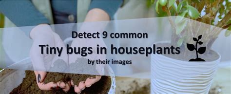 The Tiny Bugs In Houseplants Detect Them Easily InHousePlant Your Ultimate Guide To