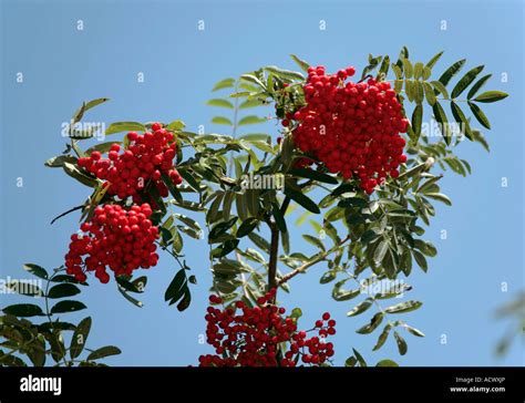 Clusters Of Red Berries On Rowan Tree Sorbus Aucuparia In Summer Stock Photo Alamy