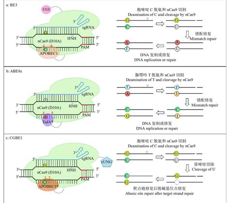 Schematic Diagrams Of Cbe Abe And Gbe Systems Download Scientific
