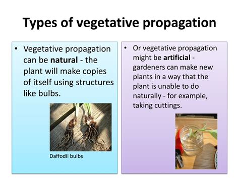 What Are The Types Of Natural Vegetative Propagation At Jean Begaye Blog