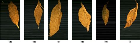 Figure 3 From Intelligent Grading Of Tobacco Leaves Using An Improved Bilinear Convolutional