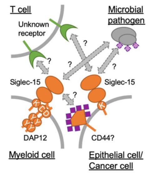 【热门靶点解析】免疫疗法新方向：siglec 15 知乎