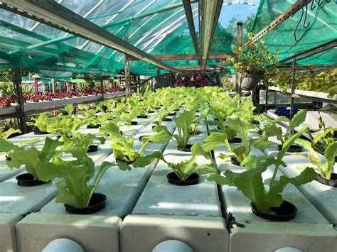 Plants That Grow Without Soil Plants Craze