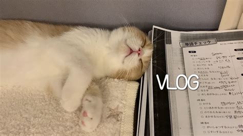 Vlog 4개월 아기 고양이 브이로그🐈 언제 지칠지 모르는 캣초딩 누가 좀 말려봐😂 Youtube