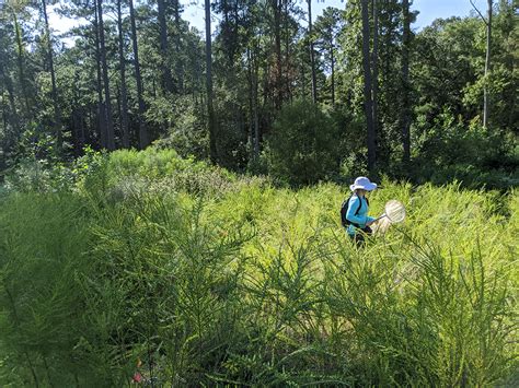 How Mark Recapture Methods Can Validate Wild Bee Sampling Protocols