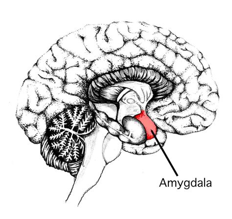 The Amygdala Function And Psychology Of Fight Or Flight Betterhelp