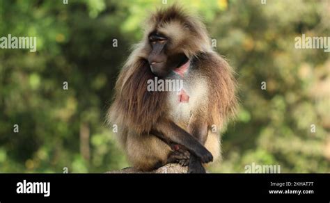 Gelada Theropithecus Gelada Male Animal Stock Videos And Footage Hd And