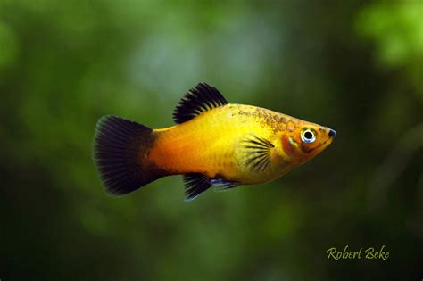 Xiphophorus Maculatus Akvaristika I Teraristika