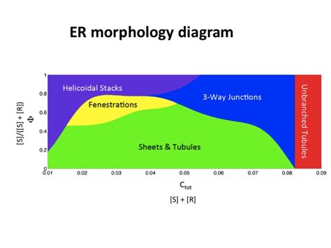 Rapoport Lab Outlines A Theoretical Model That Explains Nearly All Observed Er Morphologies