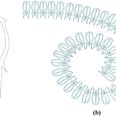 Structure Of Individual Salp And Swarm Of Salps A Individual Salp B Swarm