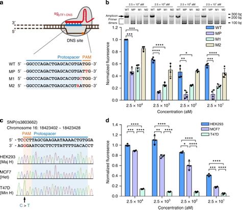 A Crisprcas9 Triggered Strand Displacement Amplification Method For Ultrasensitive Dna