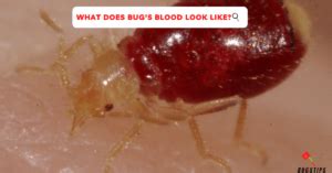 What Bugs Bleed When You Kill Them BugsTips