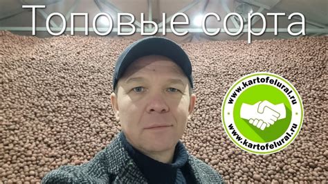 3 ноября 2022 г лучший картофель по качеству из Свердловской области сорта Лабелла Ред Леди