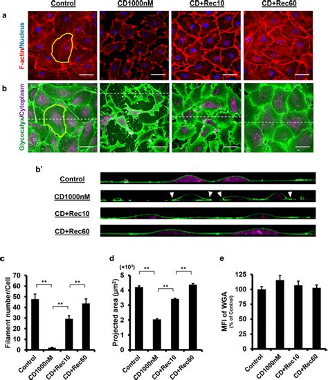 Endothelial Glycocalyx Is Preserved During Rapid Actin Depolymerisation