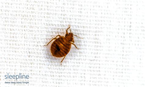 Early Signs Of Bed Bugs On A Mattress First Stage Sleepline