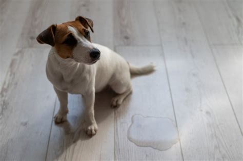 Ectopic Ureters In Dogs Our Vet Explains The Causes Signs