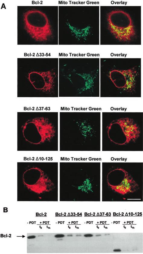 The Subcellular Localization And Photosensitivity Of Mutant Bcl 2
