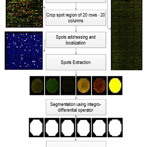 Examples Of The Cropped Cdna Microarray Images Download Scientific Diagram