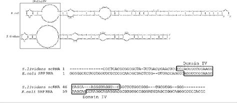 Figure 1 From Streptomyces Lividans Contains A Minimal Functional