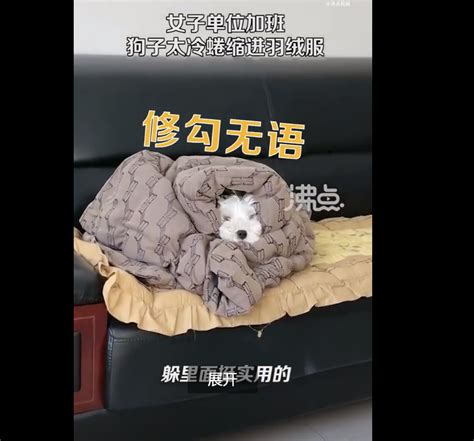 女子因单位冷把羽绒服让给狗穿 它感冒花万八千还有女生兼职遛狗月赚千元 快科技 科技改变未来