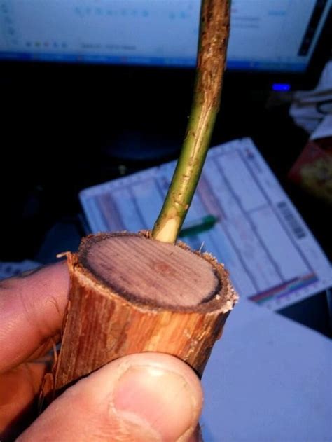 月季花的嫁接技术不妨收藏下 砧木 月季 接穗 新浪新闻