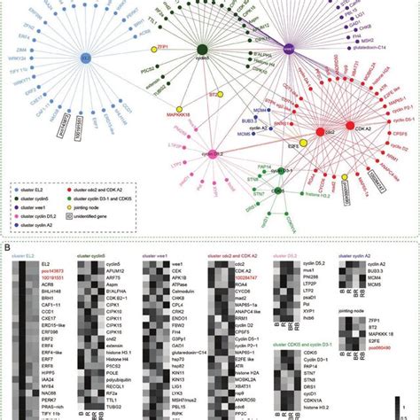 A Topological Gene Interaction Network Analysis Using 23 Cell Download Scientific Diagram