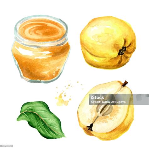 퀸스 잼 또는 마멀레이드 유리와 신선한 레드 옐로우 퀸스 과일 세트 흰색 배경에 고립 된 손으로 그린 수채화 그림 모과에 대한 스톡 벡터 아트 및 기타 이미지 Istock