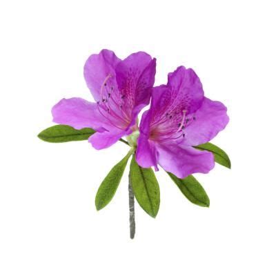 How To Grow Azaleas From Cuttings Step By Step Guide