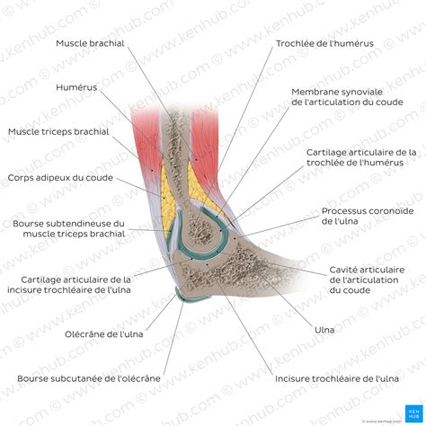 Anatomie Coude Os Anatomie Du Coude Et Avant Bras Mqio