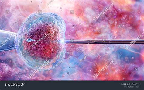 3d Illustration Vitro Fertilization Process Showing Stock Illustration
