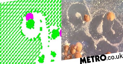 world s first self replicating living robots built by scientists