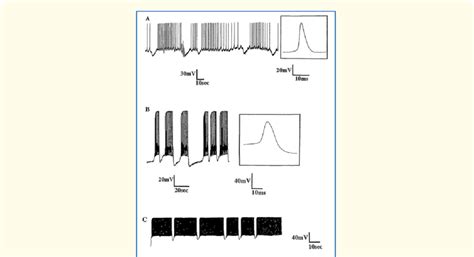 Patterns Of Firing Activity Observed In The Buccal 4 Cells In Situ