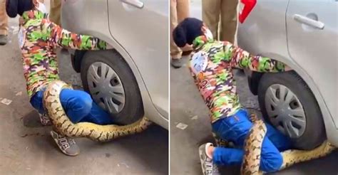 India Massive 10 Foot Python Rescued By Experts After Getting Caught In Tire Of Car Caused