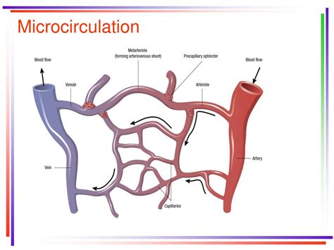 Ppt Chapter 5 Powerpoint Presentation Free Download Id 775445