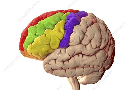 Human Brain With Highlighted Frontal Gyri Illustration Stock Image F Science
